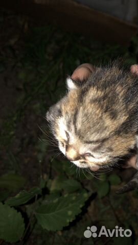 Котята почти британцы