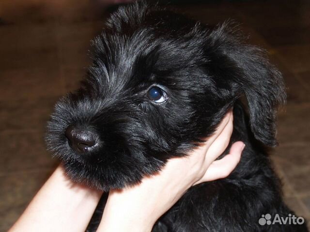 Ризеншнауцер - ласковые щенки для детей