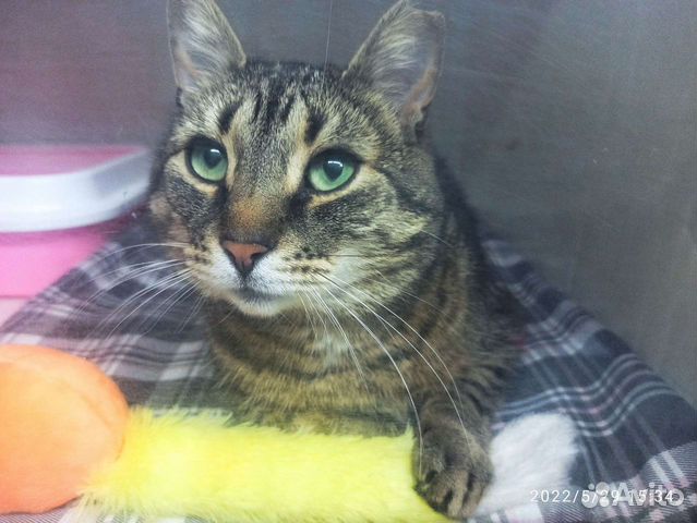 Ласковая нежная Тея ищет дом