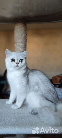 Британская короткошерстная кошка