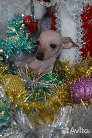 Мальчишка мексиканской голой мини