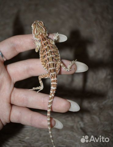 Бородатые агамы малыши