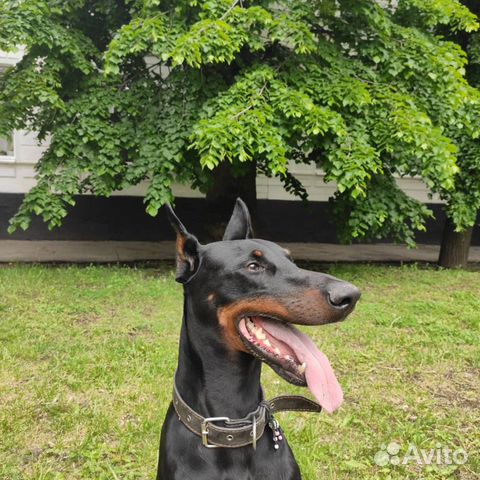 Доберман вязка