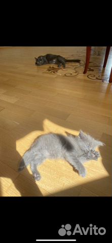 Котята1,5 месяца