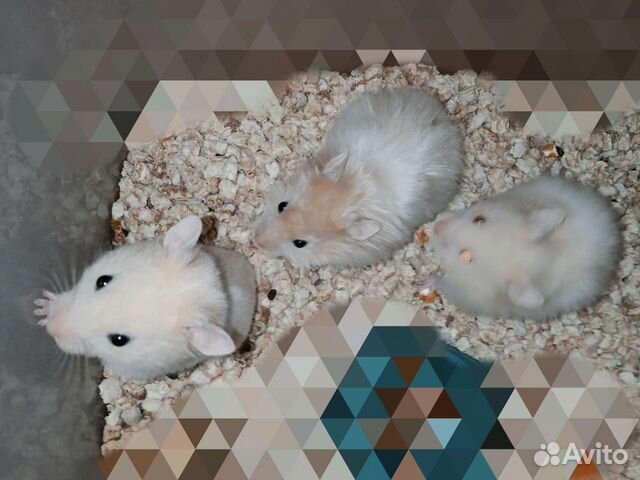 Хомяки в дар