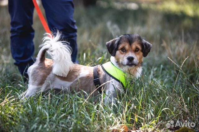 Маленький красавчик песик в добрые руки