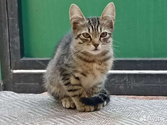 Домашний Тигр (котенок)