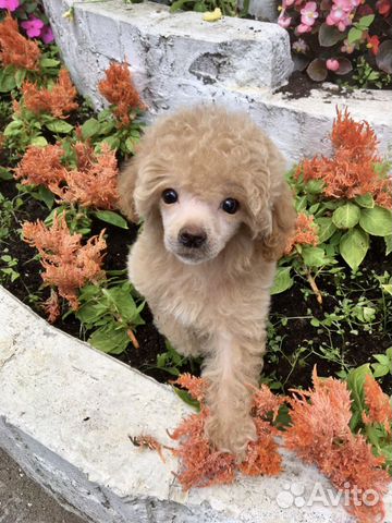 Той-пудель девочка