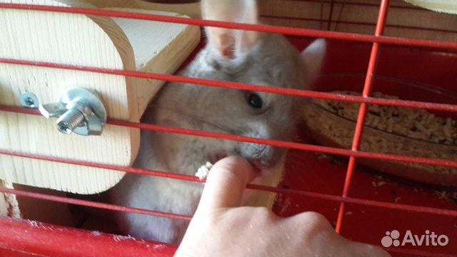 Шиншилла Гетеробежевая Мальчик