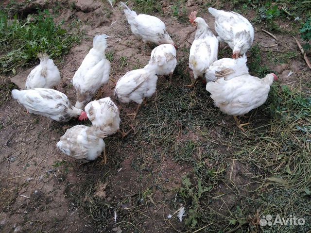 Куры несушки