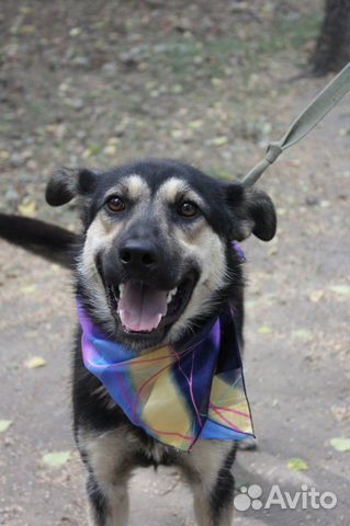Бывшедомашняя собака попала в приют