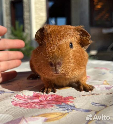 Морская свинка Калифорния (девочка)