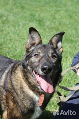 Песик живет совсем без зубов