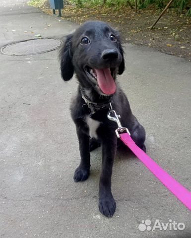 Умница изящная щенок Марго 4мес будет небольшая