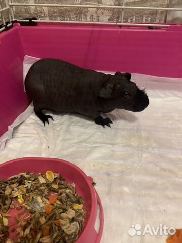 Морская свинка скинни