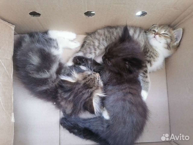 Месячным Котятам нужен дом