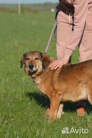 Ласковая собака-компаньон Фаня ждёт вас в приюте