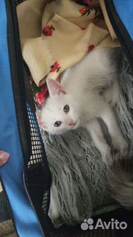 Белый котенок