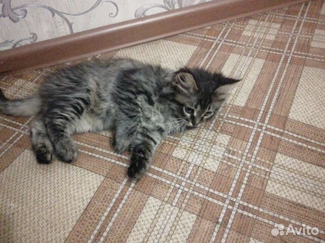 Котята 2шт 2 месяца