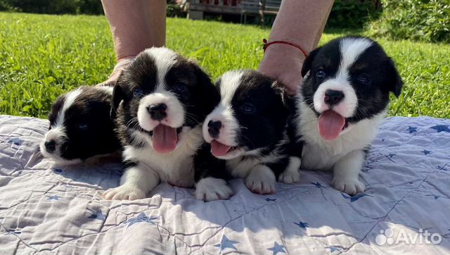 Малыши вельш-корги кардиган