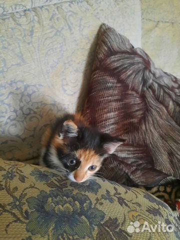 Отдам в добрые руки красавицу кошечку