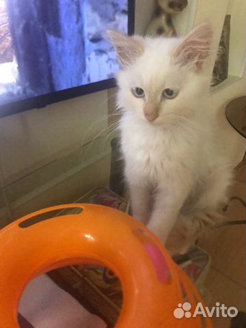 Котёнк месяца 2.5 ищет дом