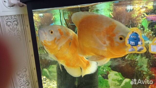 Рыба Астронотус