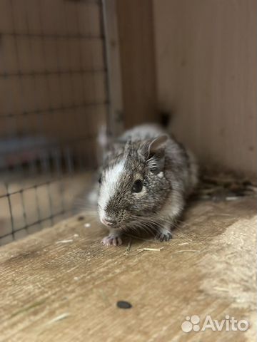 Белочки дегу в хорошие руки