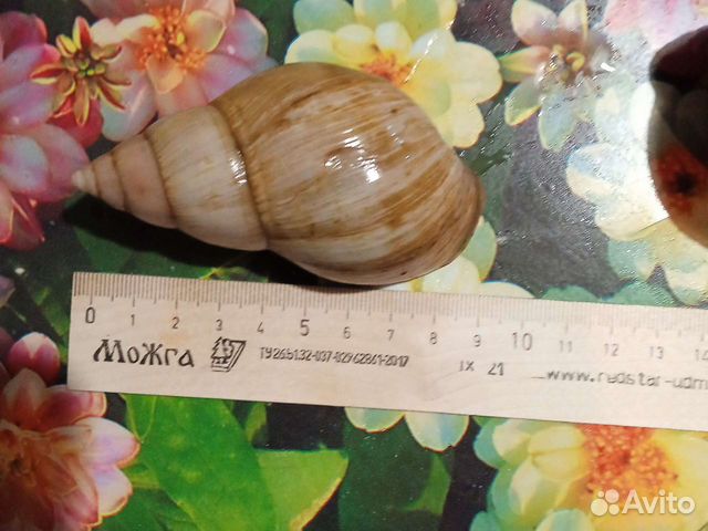 Улитка ахатинская