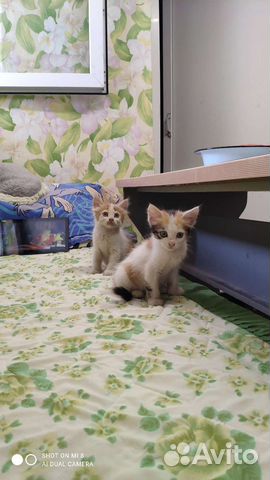 Котята в добрые руки бесплатно