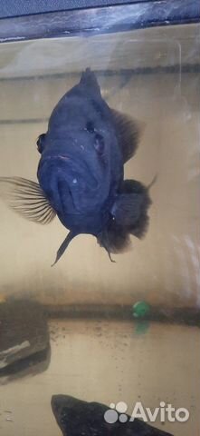 Теляпия и Сом