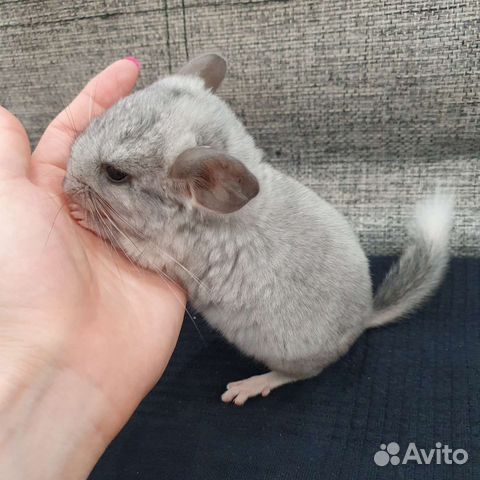 Шиншилленок девочка Белый Вильсона нф 2 мес