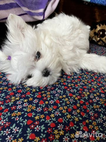 Мальтипу f1 mini