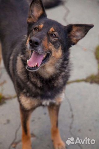 Чудесная, добрая Рада ищет дом