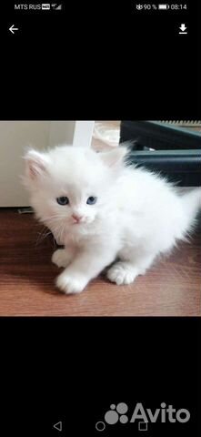 Британские котята