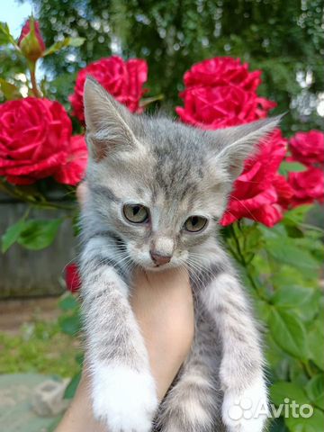 Котенок в дар бесплатно