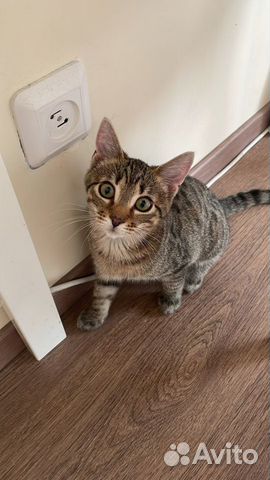 Котенок Тобби