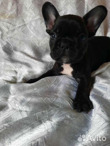 Француз - карапуз