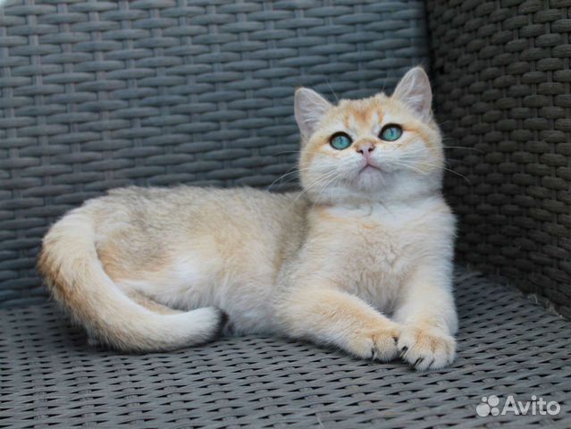 Золотой британец