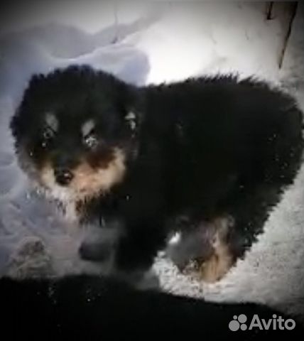 Щенок в добрые руки