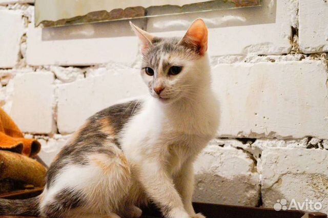 Кошка Анфиса в добрые руки
