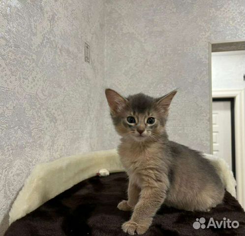 Сомалийская