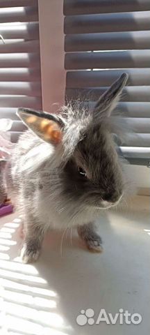 Декоративные кролики мини