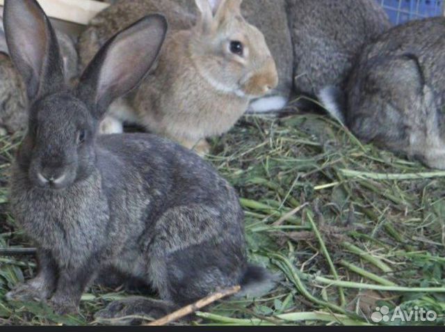 Кролики на мясо и племя