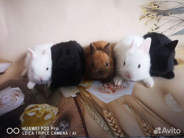 Карликовые крольчата