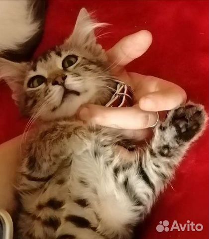 Котёнок девочка в добрые руки