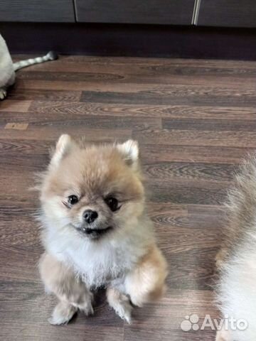 Мини шпиц вязка