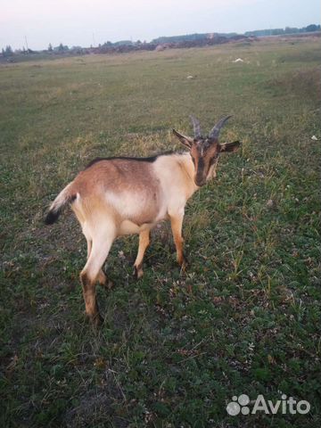 Продаётся козёл Альпиец