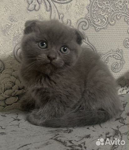 Шотландская вислоухая,британцы