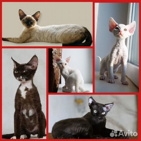 Кошки